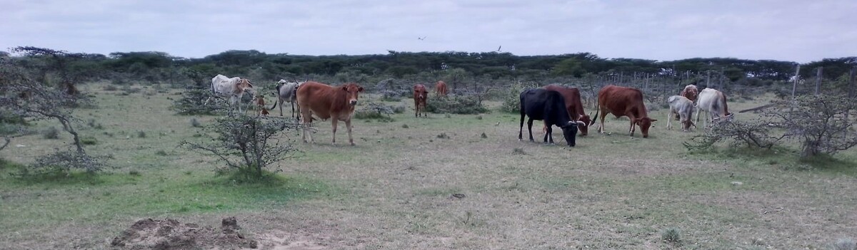 PlantVillage’s Grazing Management System to Address Shortage of Pasture ...