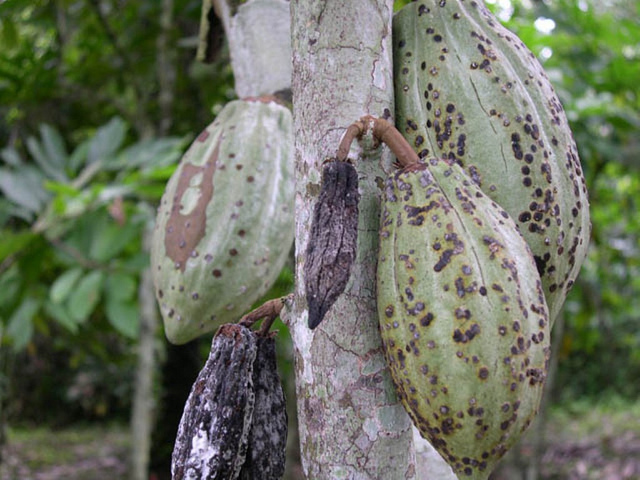 Cacao | Diseases and Pests, Description, Uses, Propagation