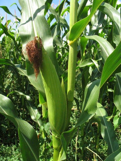 Maize (corn) | Advice on growing corn for a beginner?