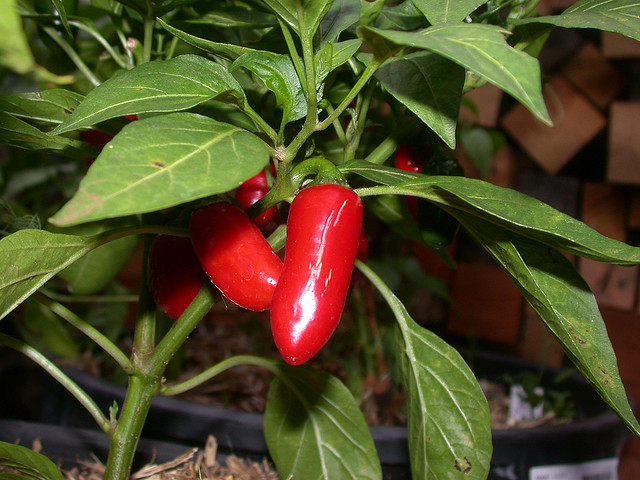 Pepper, bell | Best mix for jalapeño pepper seeds