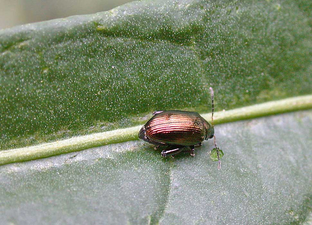 flea beetles uk