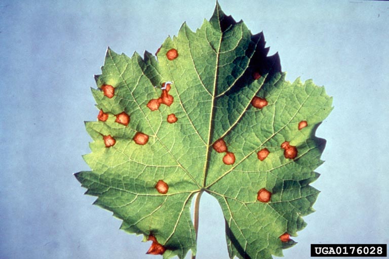 Grape | What causes grapes to shrivel up before harvest?