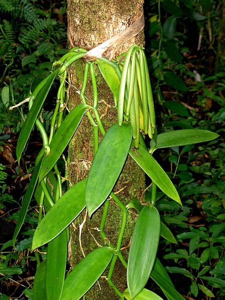Vanilla | Diseases and Pests, Description, Uses, Propagation