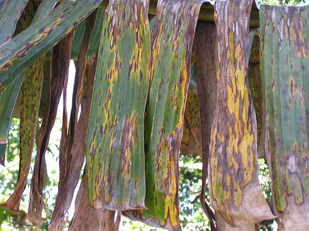 Banana | Diseases and Pests, Description, Uses, Propagation