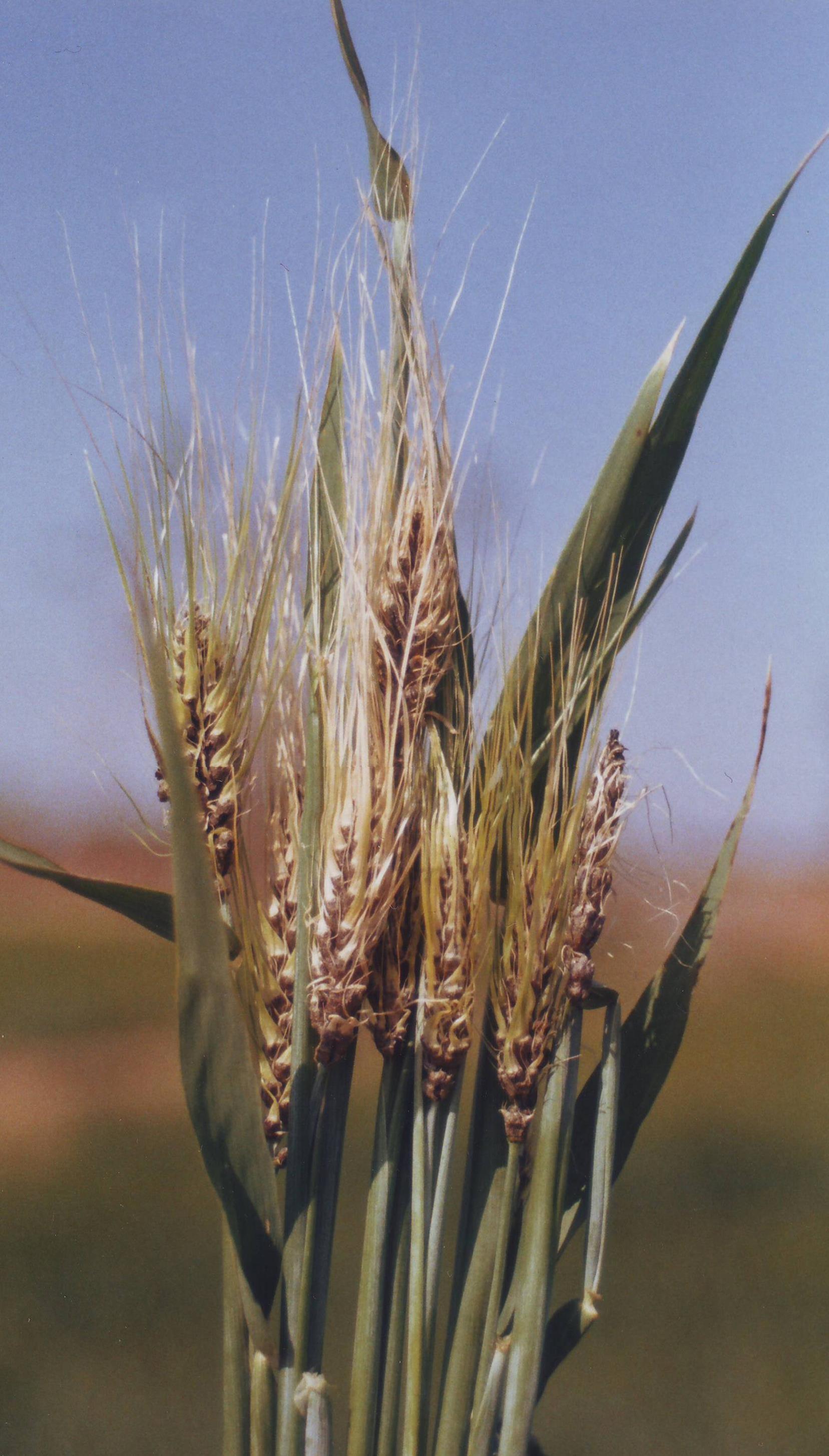 Barley | Diseases and Pests, Description, Uses, Propagation