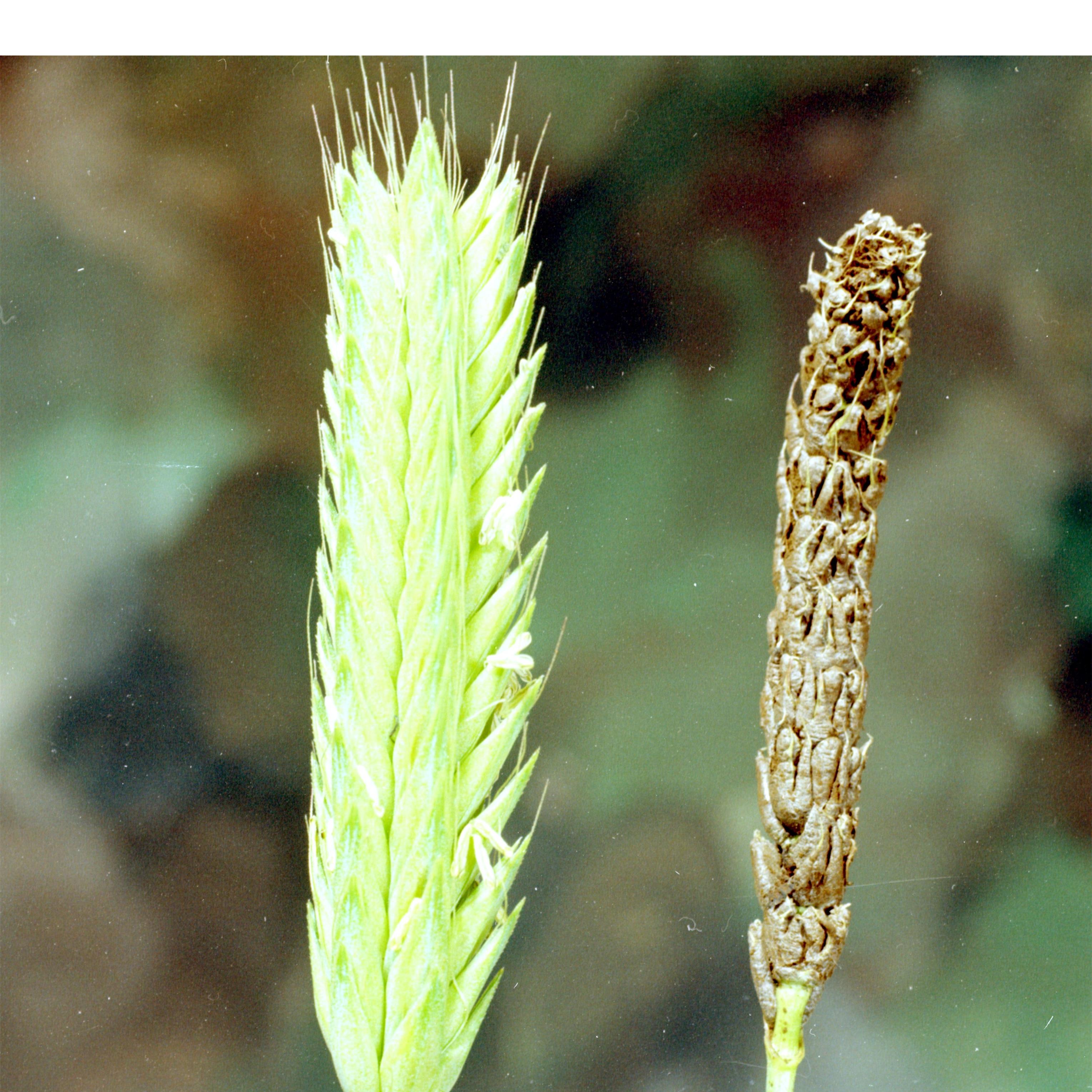 Barley | Diseases and Pests, Description, Uses, Propagation
