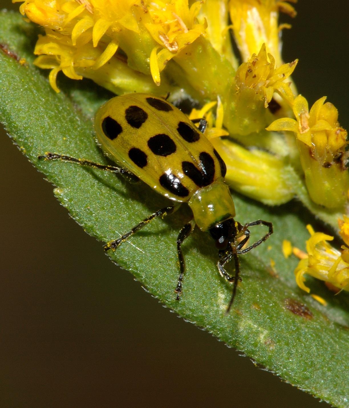Gourd | Diseases and Pests, Description, Uses, Propagation
