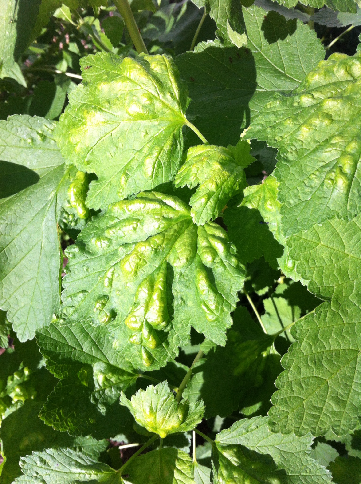 redcurrant bush problems