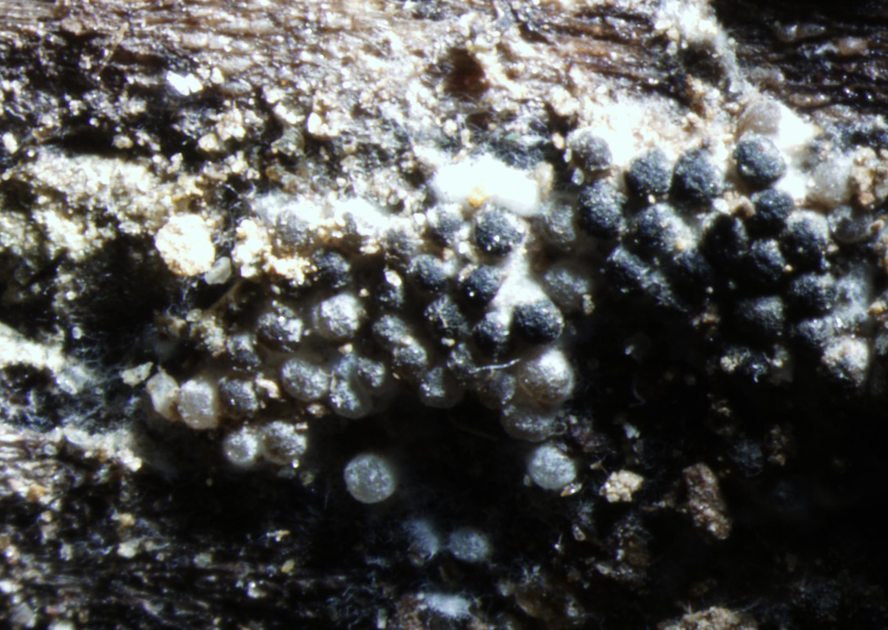 Garlic | Diseases and Pests, Description, Uses, Propagation