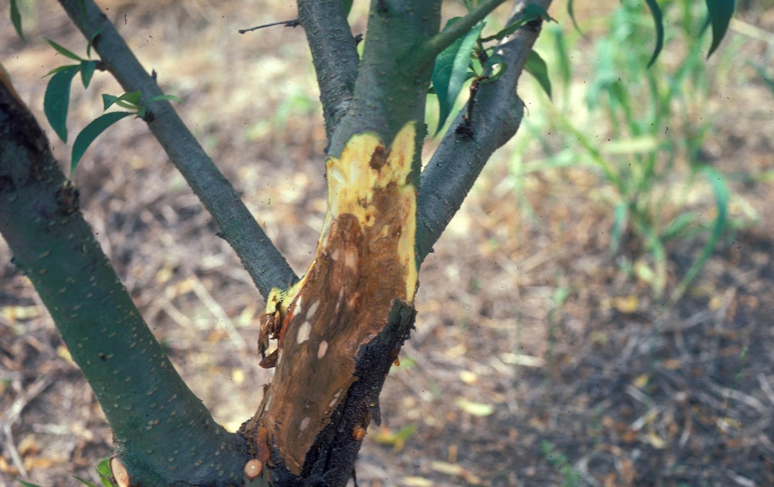 Peach | Diseases and Pests, Description, Uses, Propagation