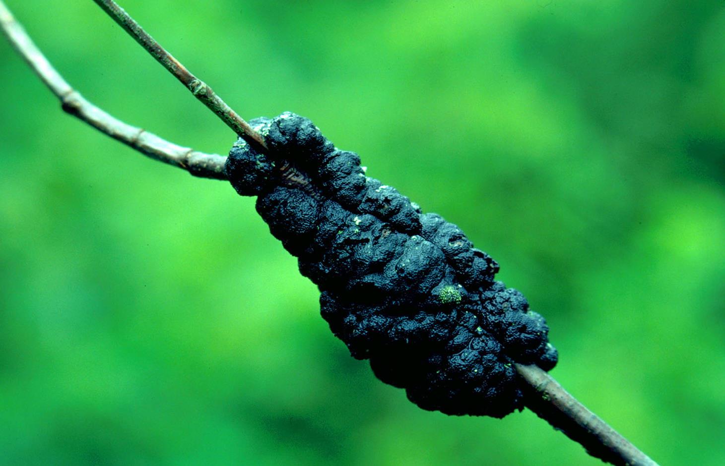 Cherry including Sour Diseases And Pests Description Uses cherry-including-sour-diseases-and-pests-description-uses
