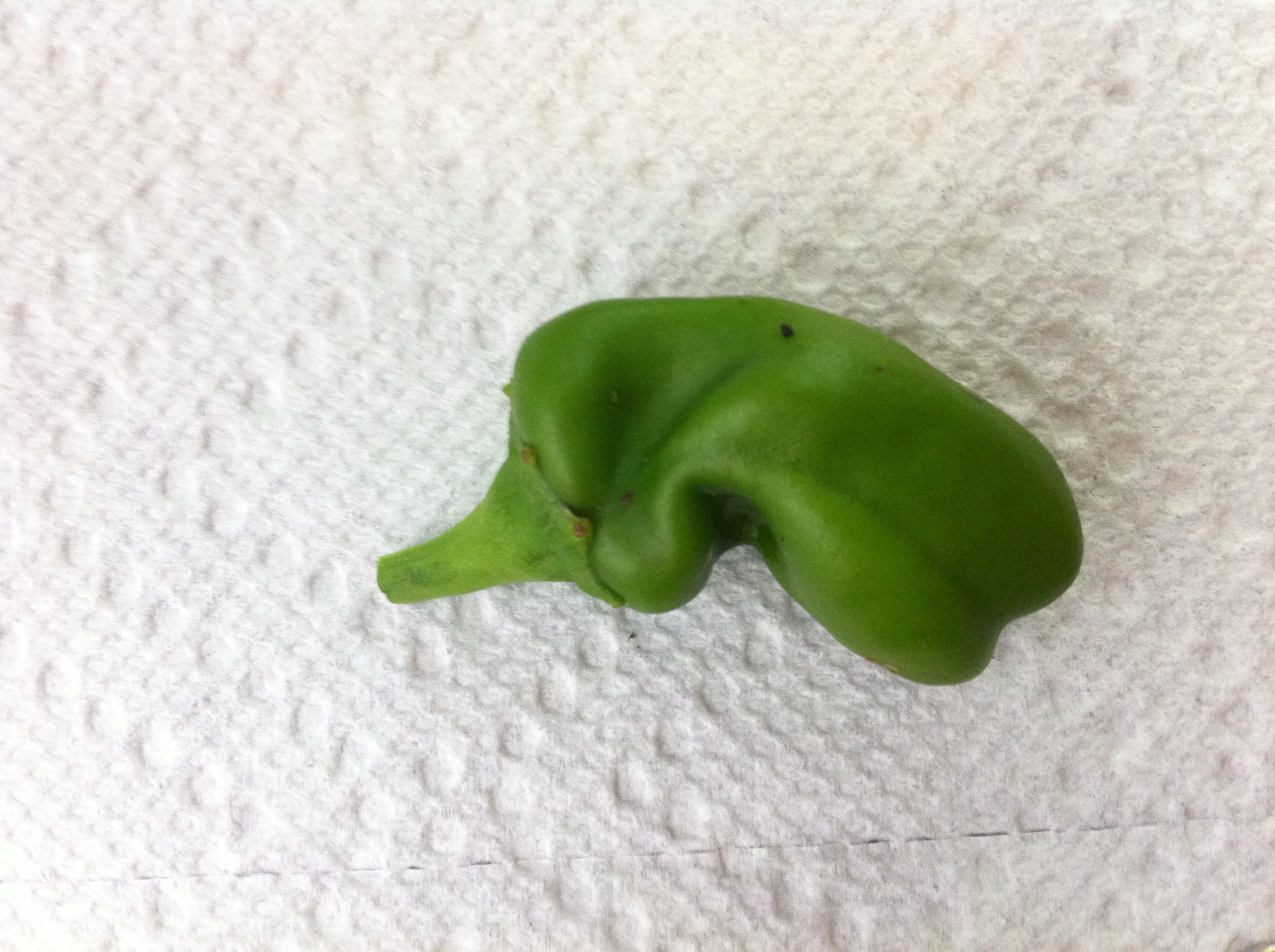 Pepper, bell | Misshapen peppers
