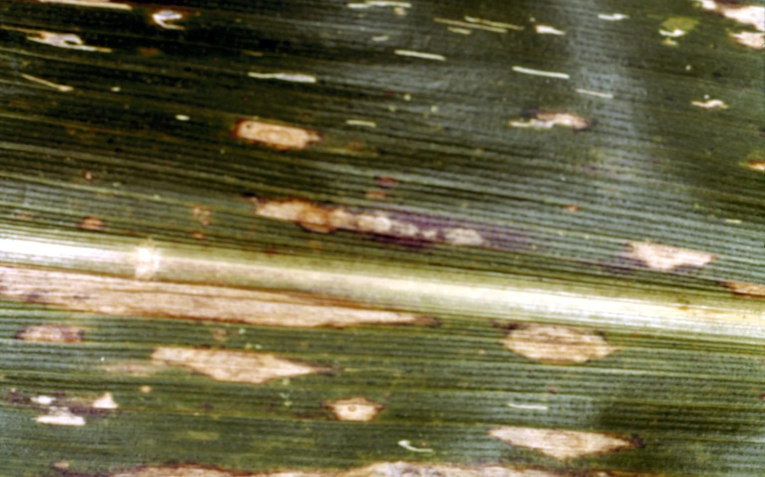 Maize (corn) | Diseases and Pests, Description, Uses, Propagation