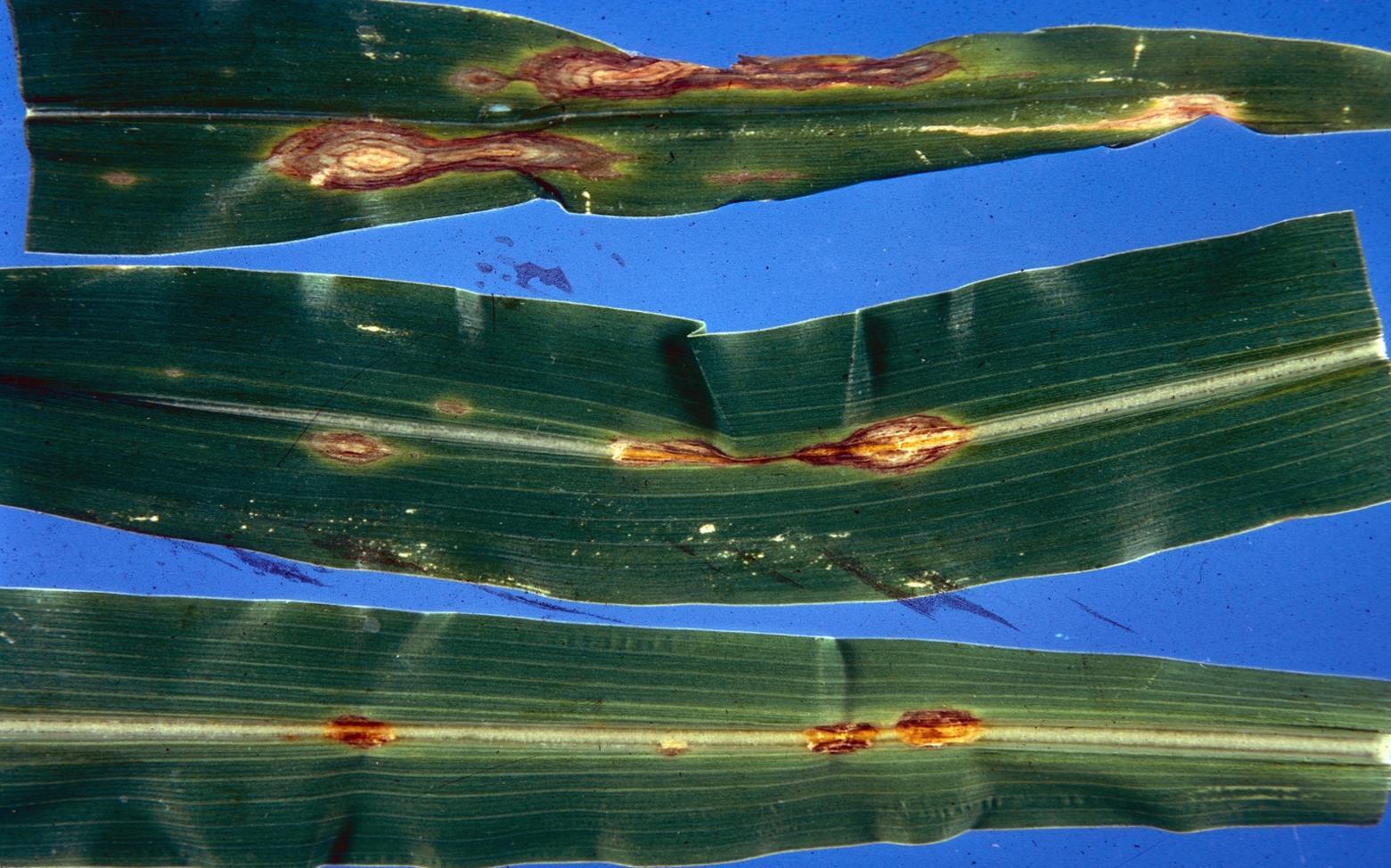 Maize (corn) | Diseases and Pests, Description, Uses, Propagation