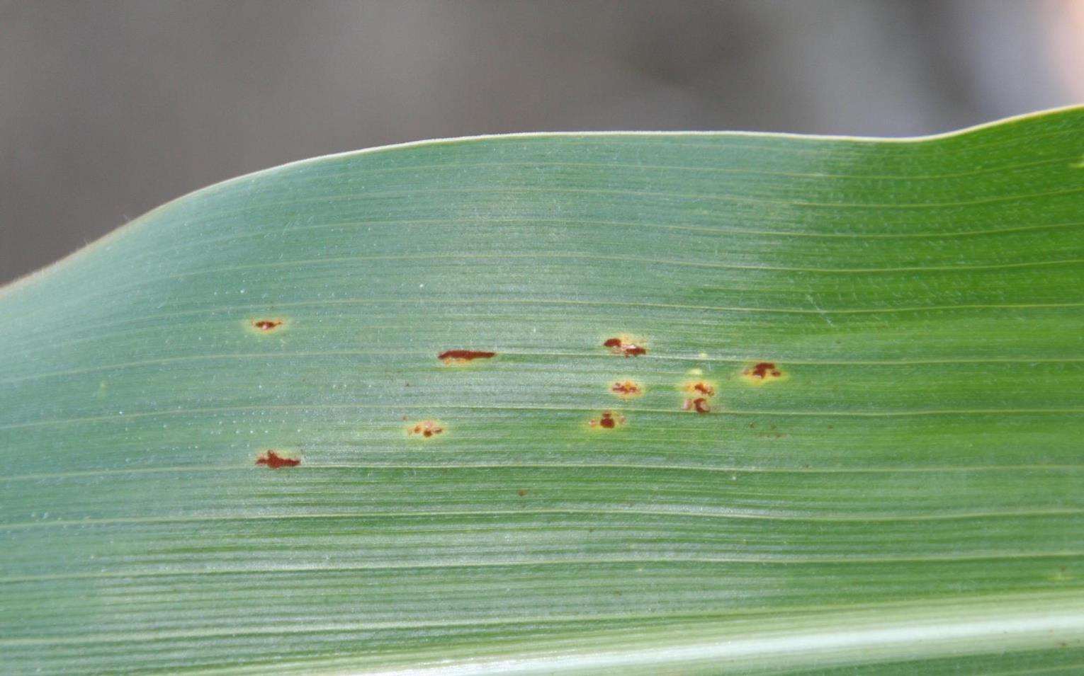 Maize (corn) | Diseases and Pests, Description, Uses, Propagation