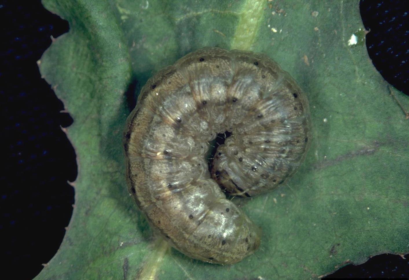Tomato | Diseases and Pests, Description, Uses, Propagation