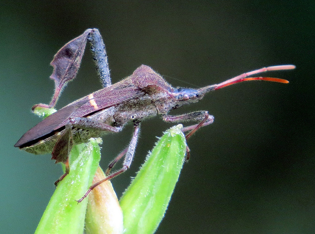 General | Bugs on Pomegranate fruits and Tomato fruit