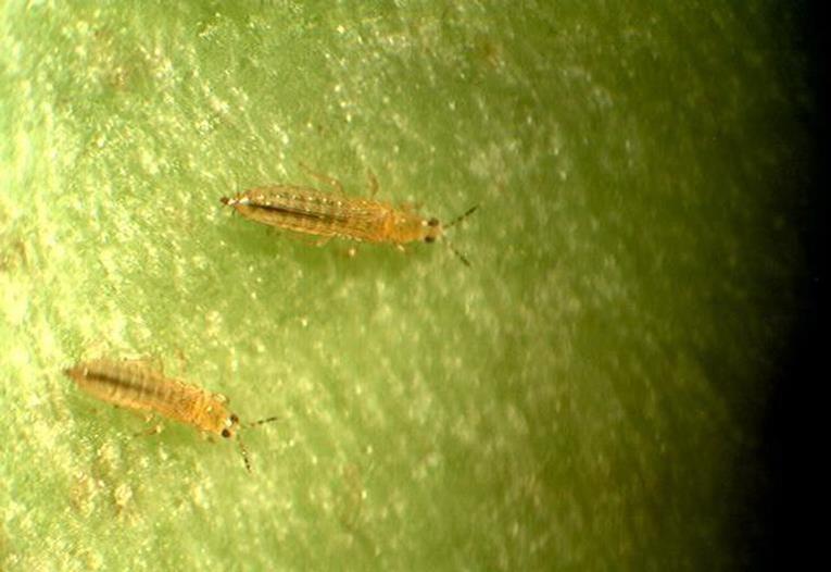 Maize (corn) | Diseases and Pests, Description, Uses, Propagation