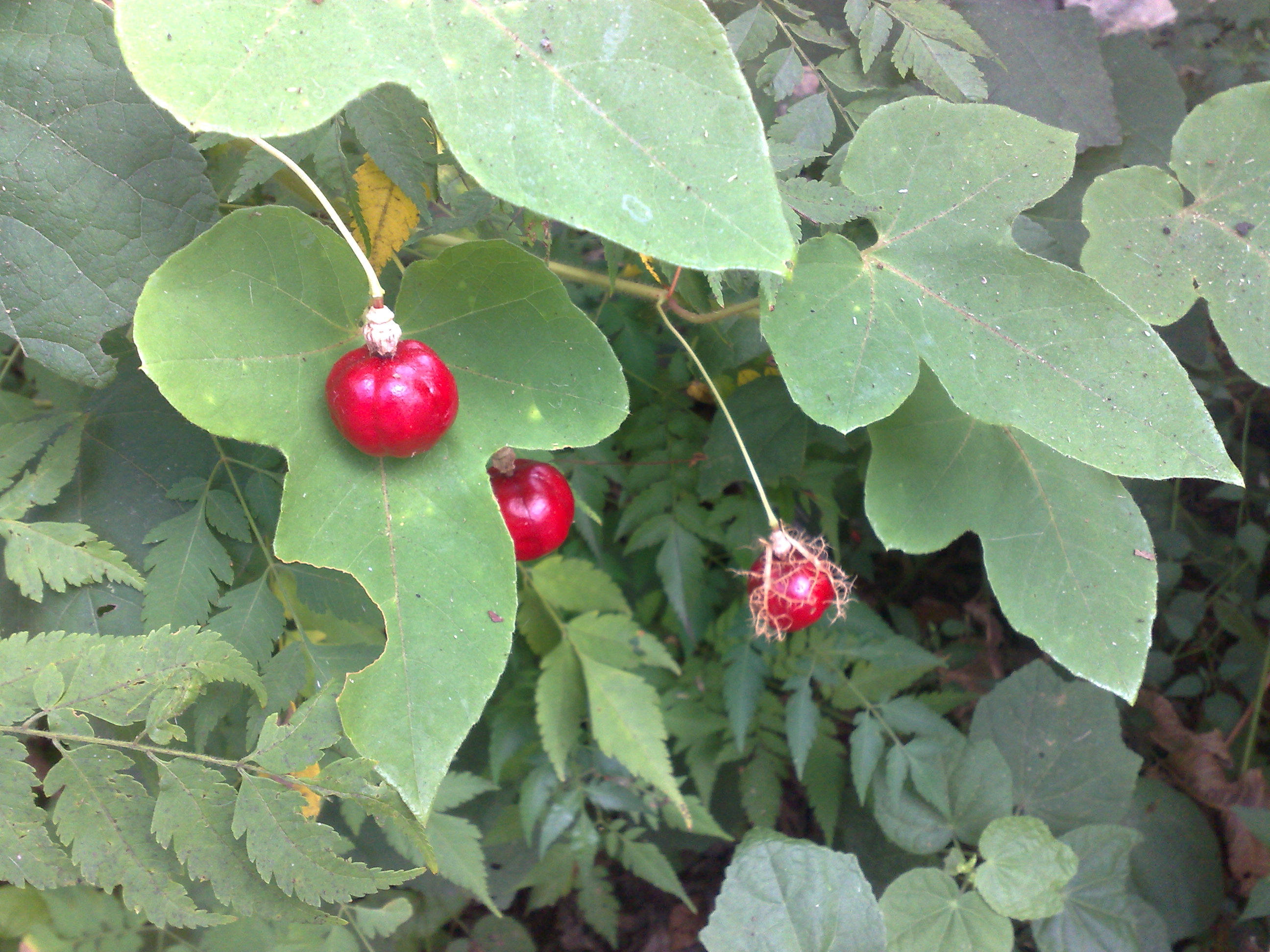 General | What's its name and is it edible?