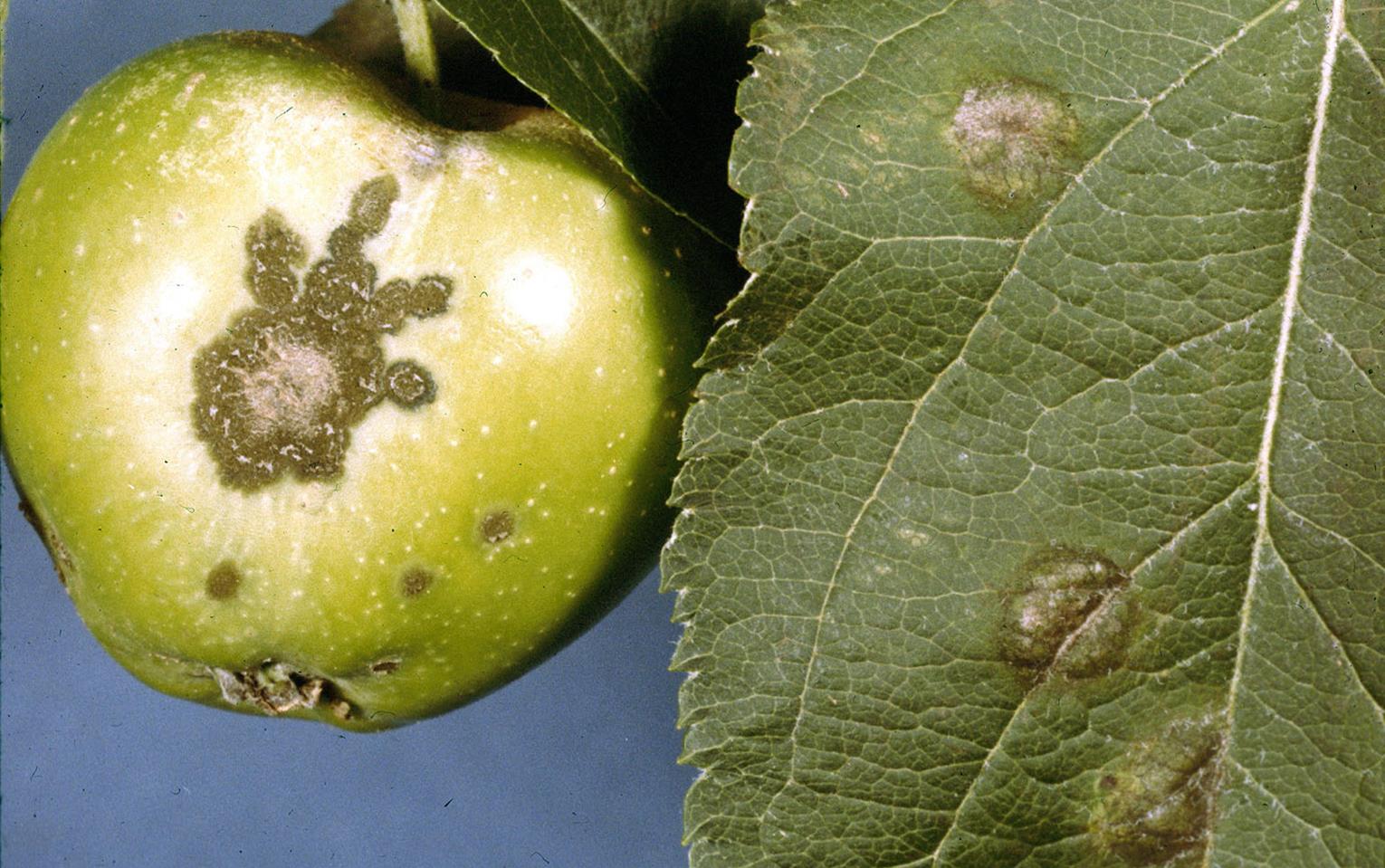 Apple | Diseases and Pests, Description, Uses, Propagation
