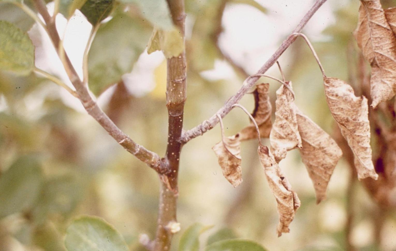 Apple | Diseases and Pests, Description, Uses, Propagation