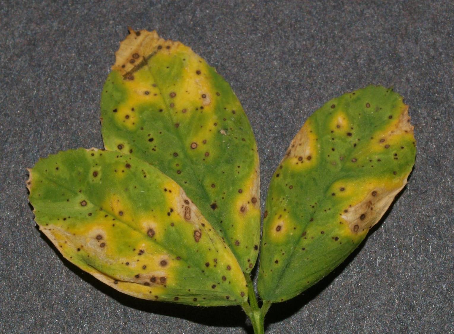 Alfalfa | Diseases and Pests, Description, Uses, Propagation