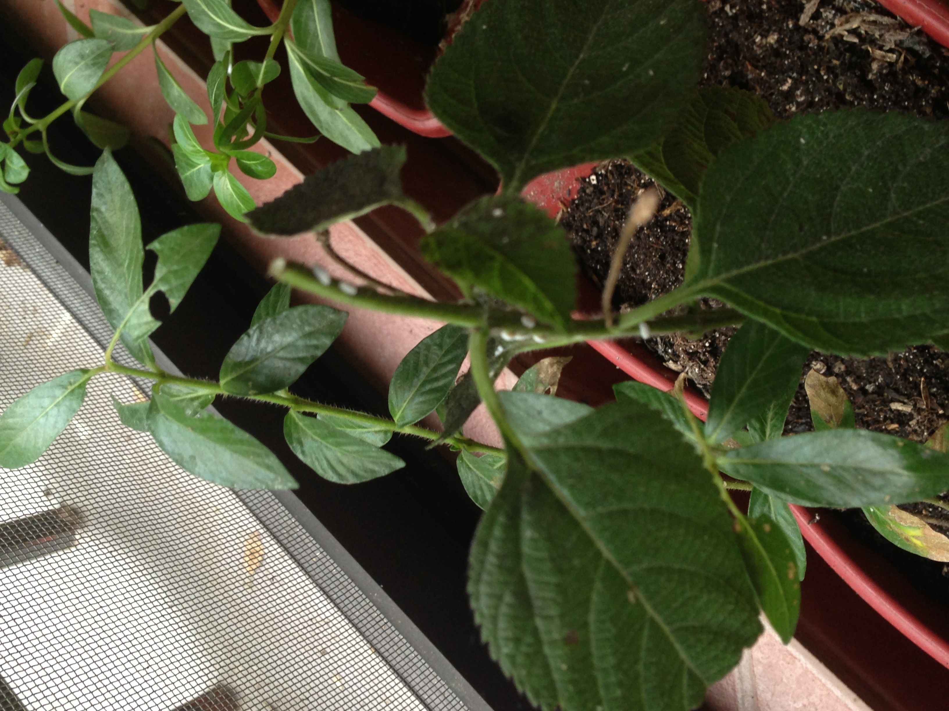 General | White seedlike things growing on plants