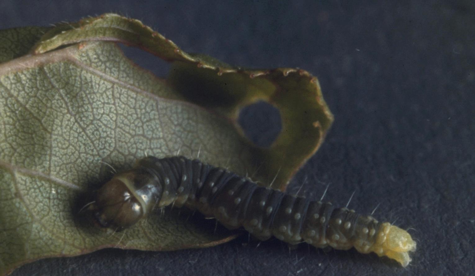 Apricot | Diseases and Pests, Description, Uses, Propagation