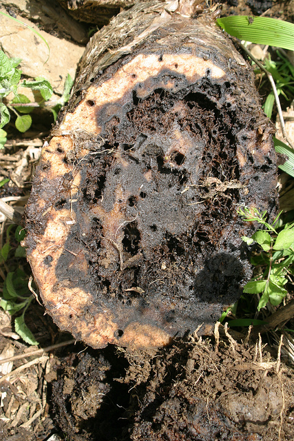 Banana | Diseases and Pests, Description, Uses, Propagation