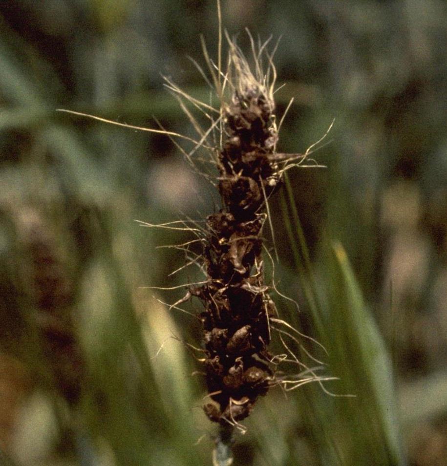 Barley | Diseases and Pests, Description, Uses, Propagation