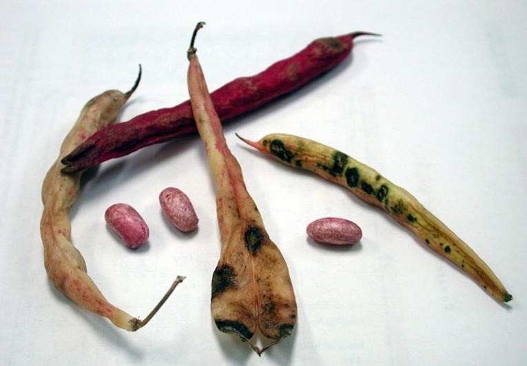 Bean | Diseases and Pests, Description, Uses, Propagation