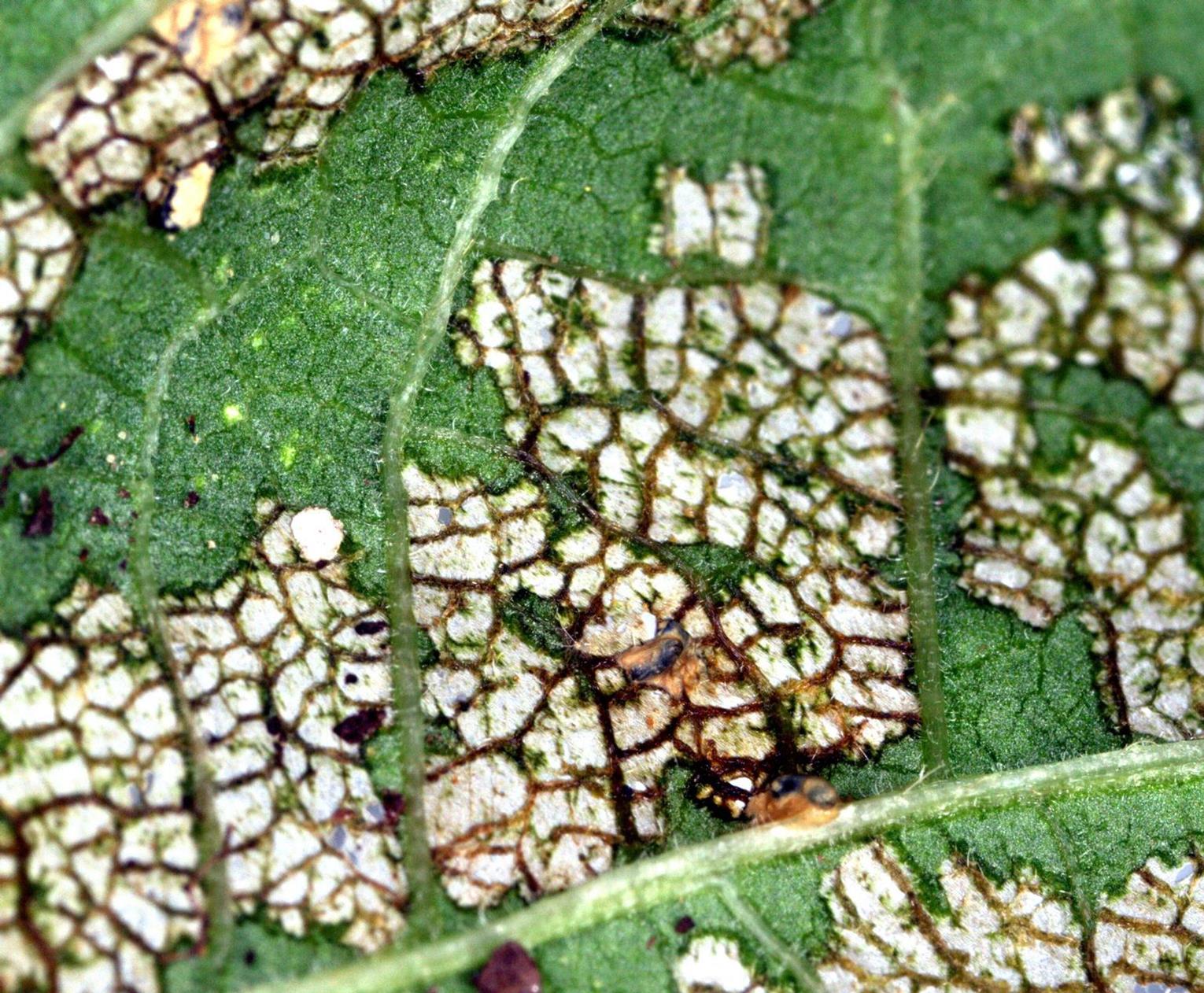 Bean | Diseases and Pests, Description, Uses, Propagation