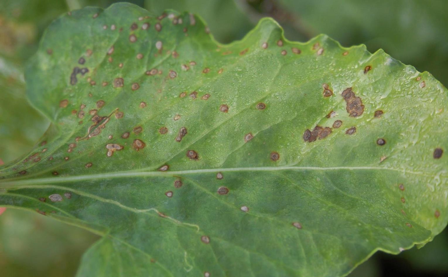 Beet | Diseases and Pests, Description, Uses, Propagation