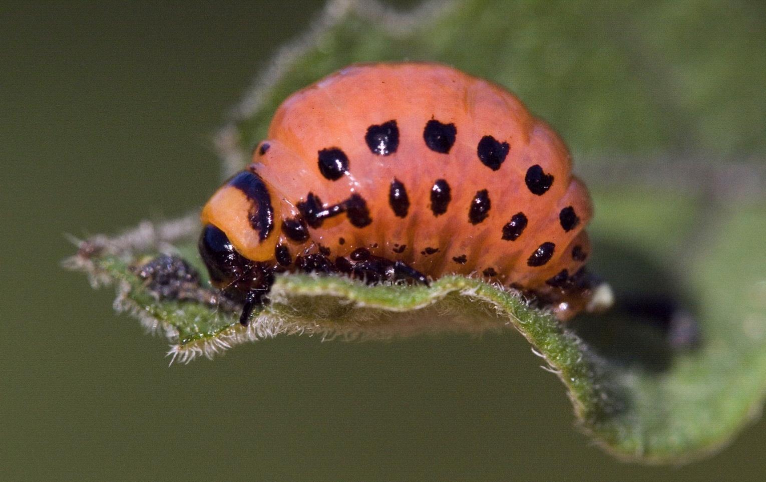 Tomato | Diseases and Pests, Description, Uses, Propagation