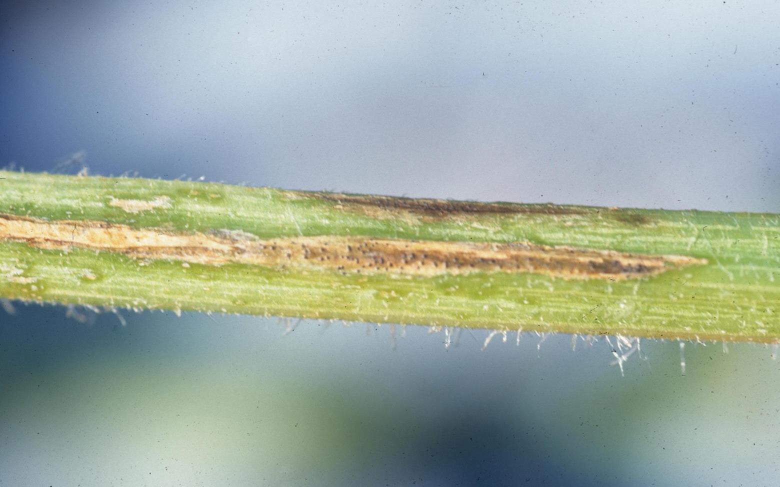 Watermelon | Diseases and Pests, Description, Uses, Propagation