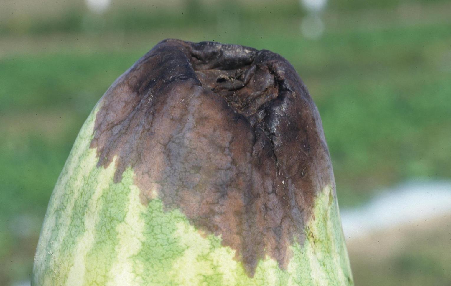 Watermelon | Diseases and Pests, Description, Uses, Propagation