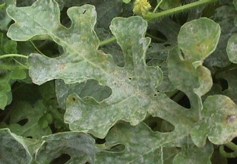 Watermelon | Diseases and Pests, Description, Uses, Propagation