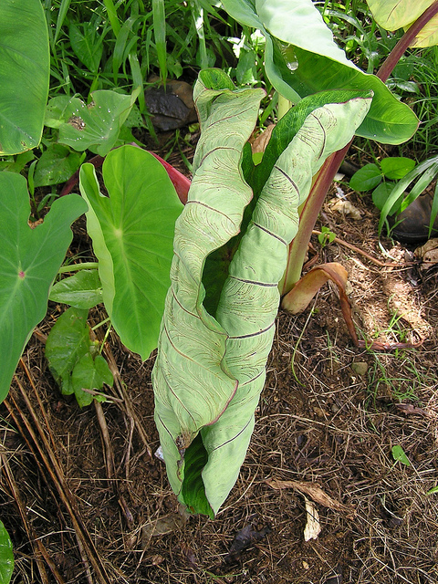 Cocoyam | Diseases and Pests, Description, Uses, Propagation