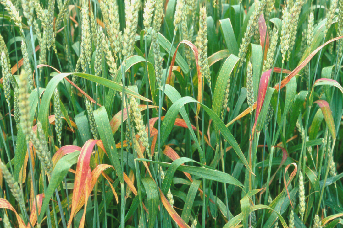 Wheat | Diseases and Pests, Description, Uses, Propagation