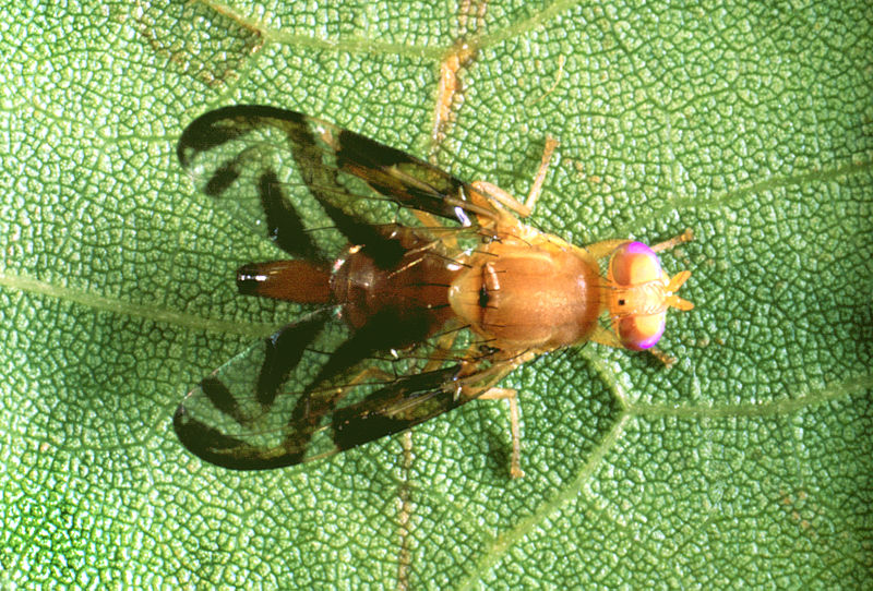 Guava | Diseases and Pests, Description, Uses, Propagation