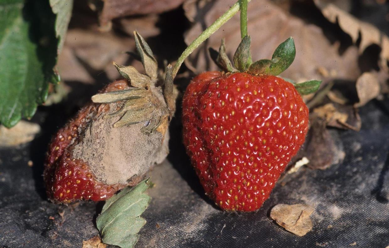 Strawberry | Diseases and Pests, Description, Uses, Propagation