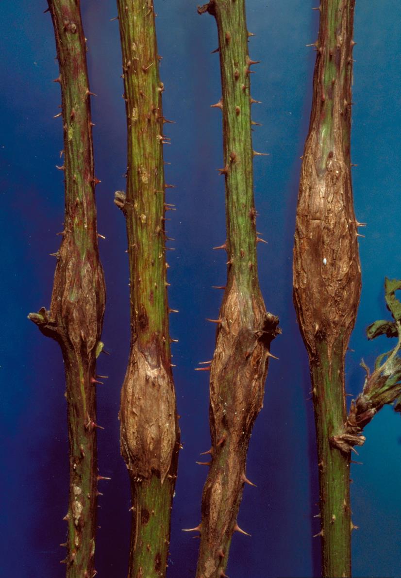 Blackberry | Diseases and Pests, Description, Uses, Propagation