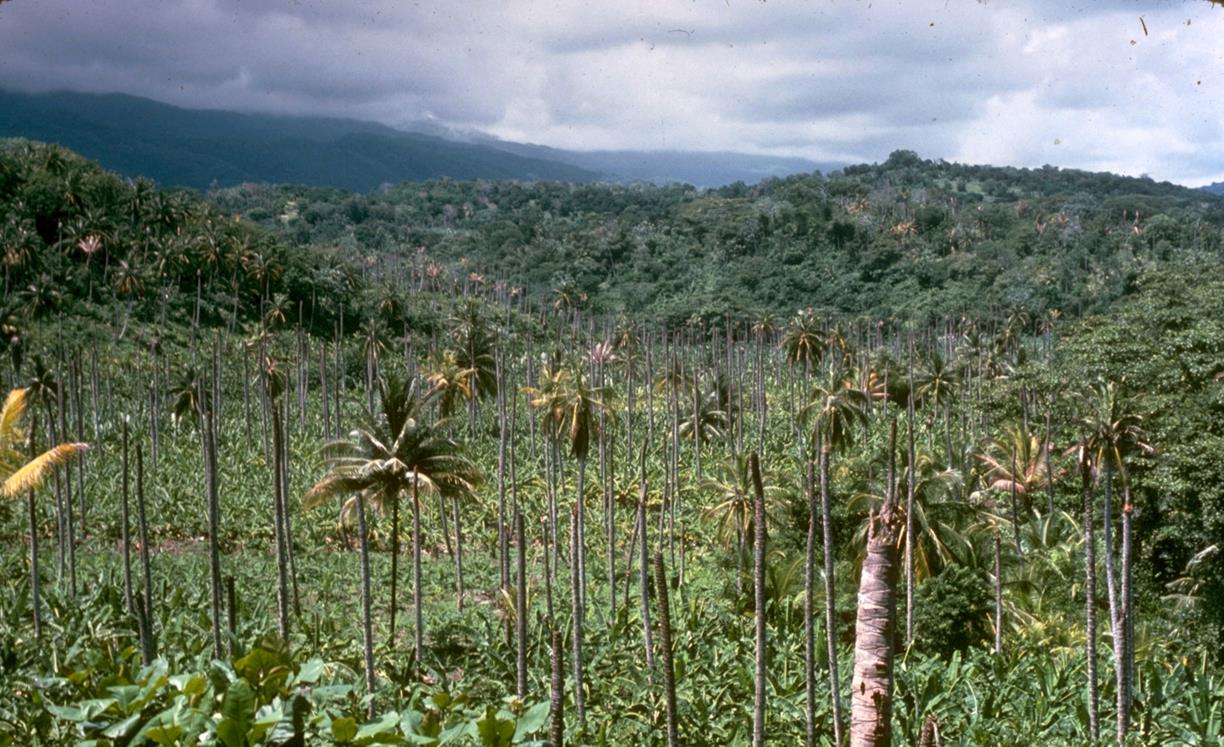 Coconut | Diseases and Pests, Description, Uses, Propagation