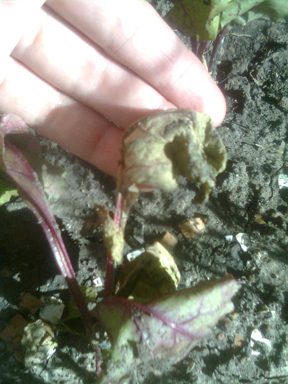 Beet | Beetroot leaves really dry!