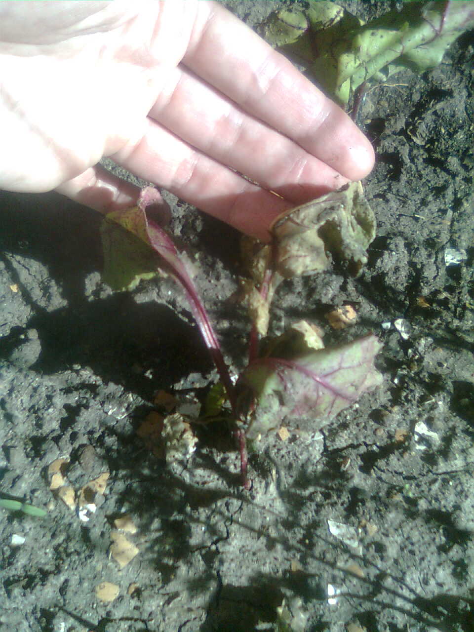 Beet | Beetroot leaves really dry!