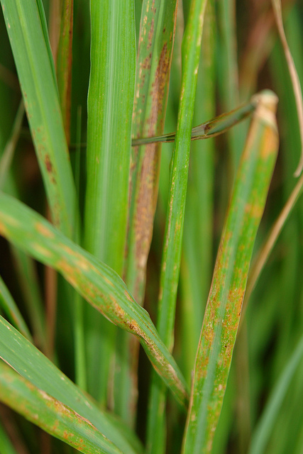 Lemon grass | Diseases and Pests, Description, Uses, Propagation