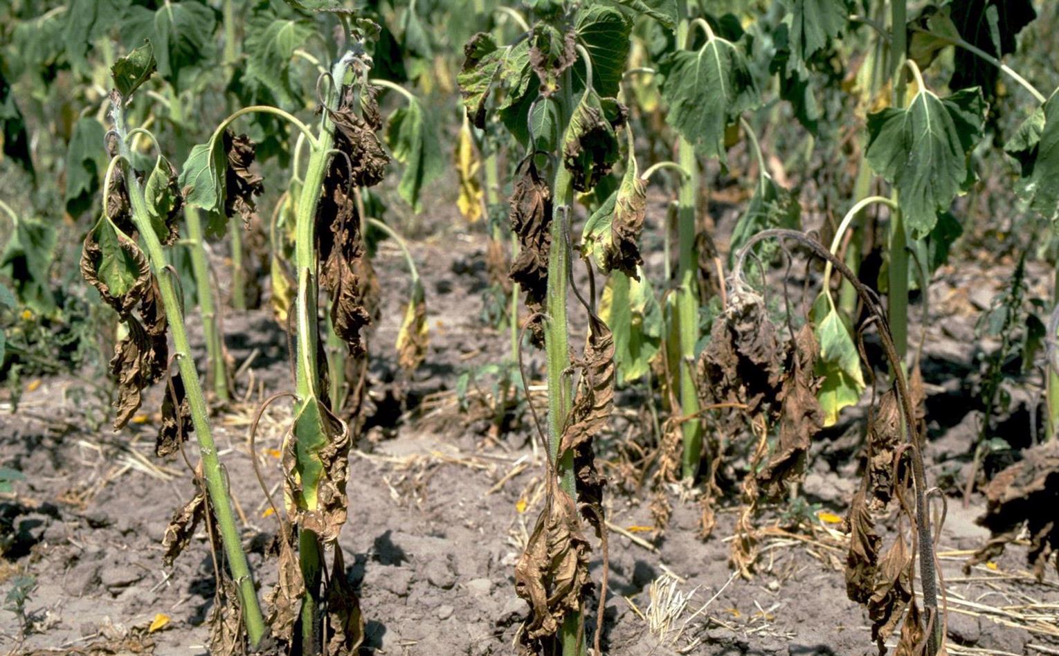 Sunflower | Diseases and Pests, Description, Uses, Propagation