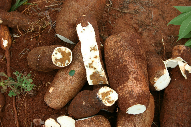 Manioc | Diseases and Pests, Description, Uses, Propagation