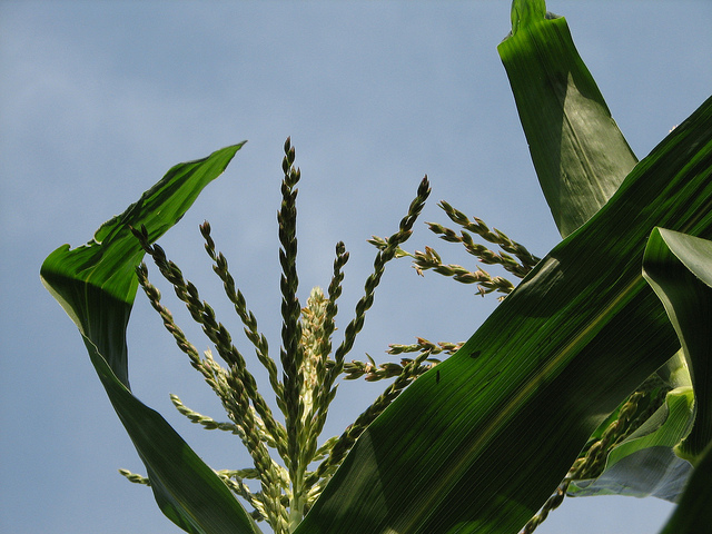 Maize (corn) | Diseases and Pests, Description, Uses, Propagation