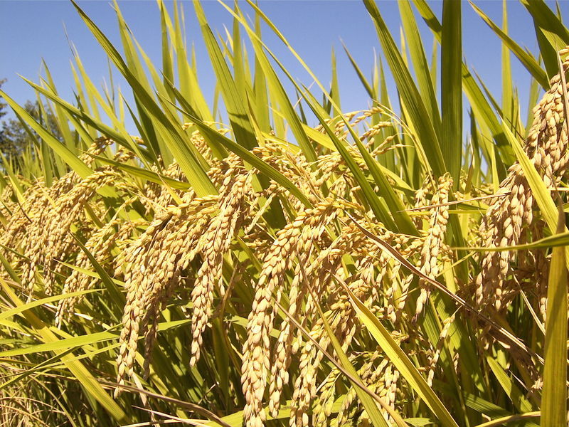 Riz | Diseases and Pests, Description, Uses, Propagation
